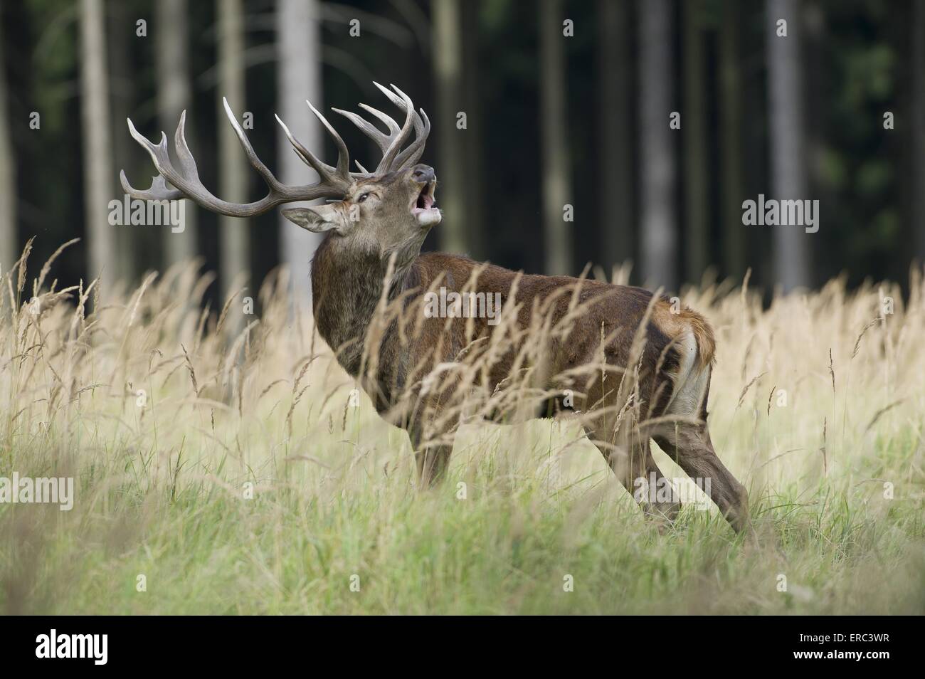 Breeding red deer hi-res stock photography and images - Alamy Breeding red deer hi-res stock photography and images - Alamy