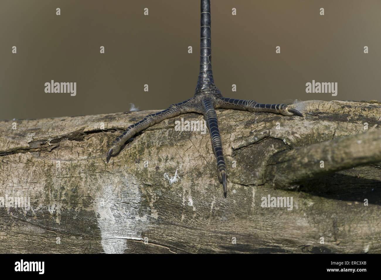 great white egret foot Stock Photo - Alamy