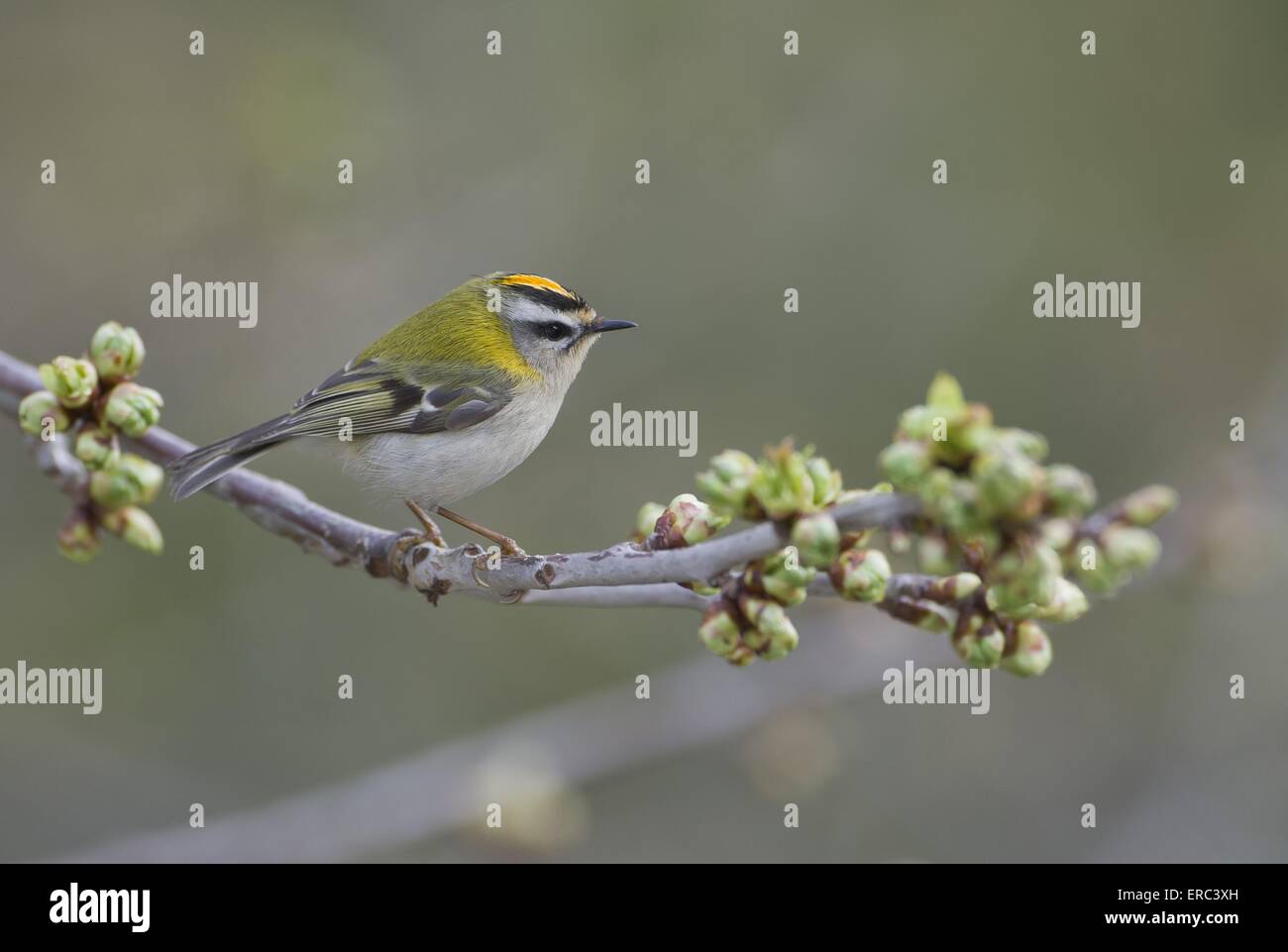 Firecrests High Resolution Stock Photography and Images - Alamy