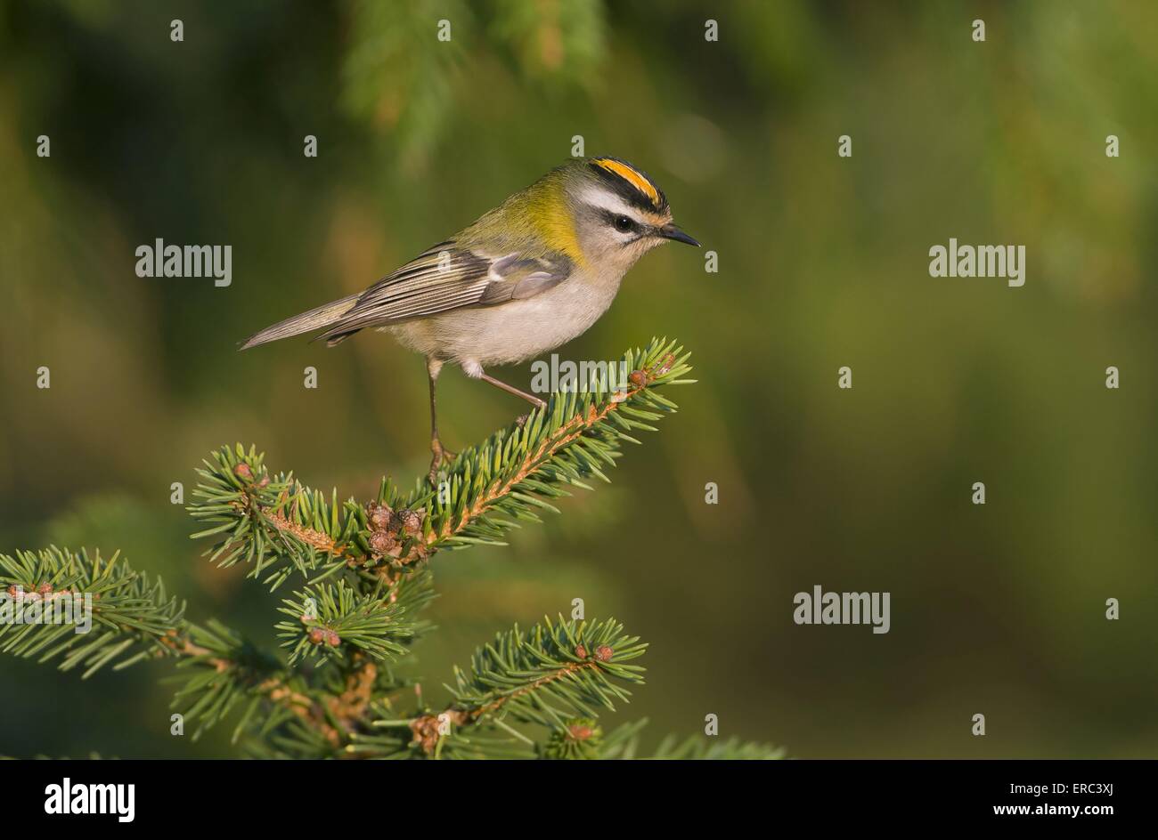 Firecrests High Resolution Stock Photography and Images - Alamy