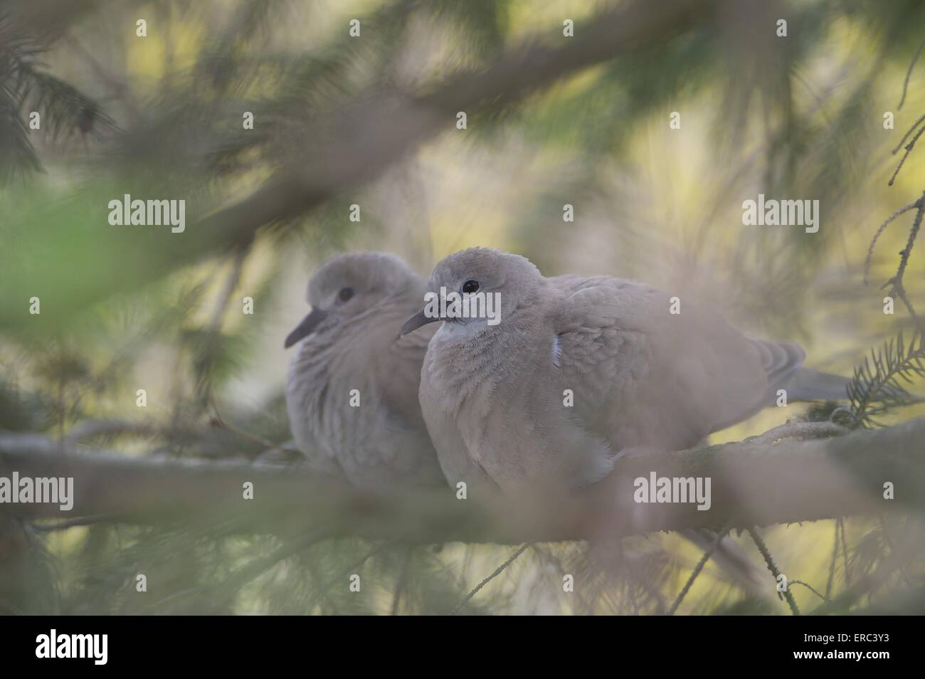 Collared doves hi-res stock photography and images - Alamy