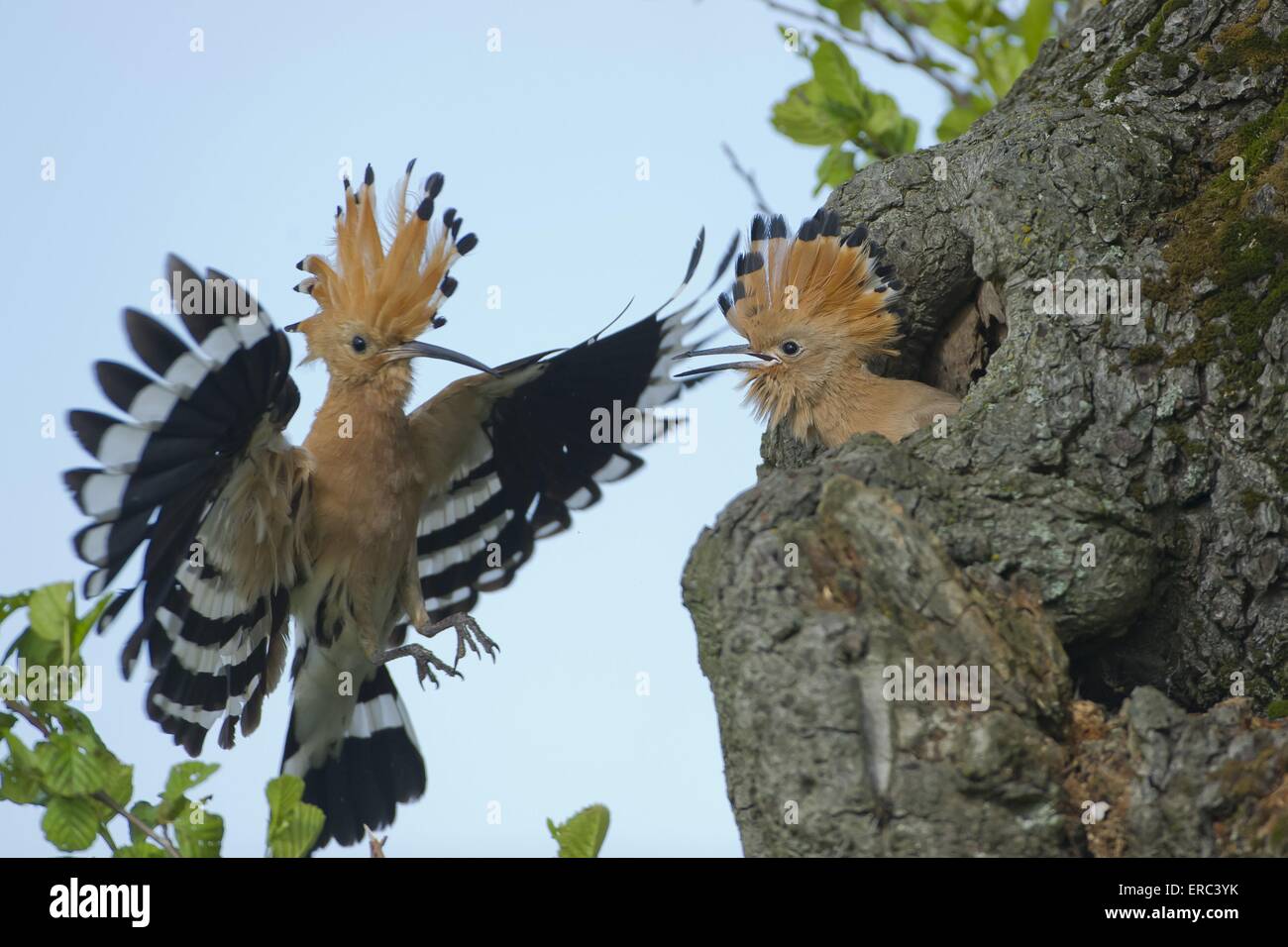 Baby hoopoe hi-res stock photography and images - Alamy