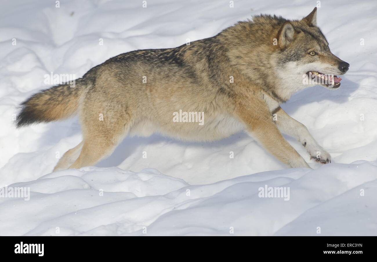 Greywolf greywolves hi-res stock photography and images - Alamy