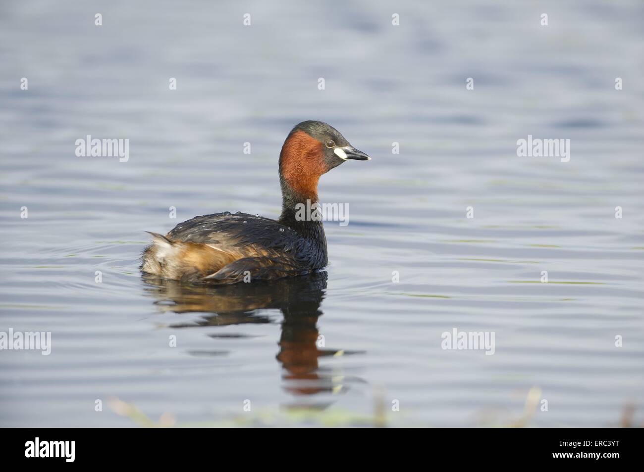 Dabchick swimming hi-res stock photography and images - Alamy