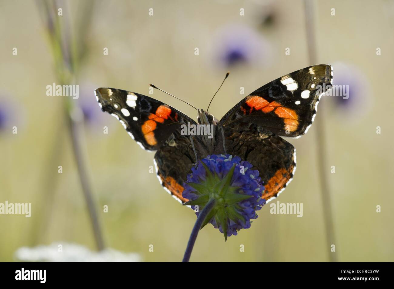 Frontal red admiral butterfly hi-res stock photography and images - Alamy