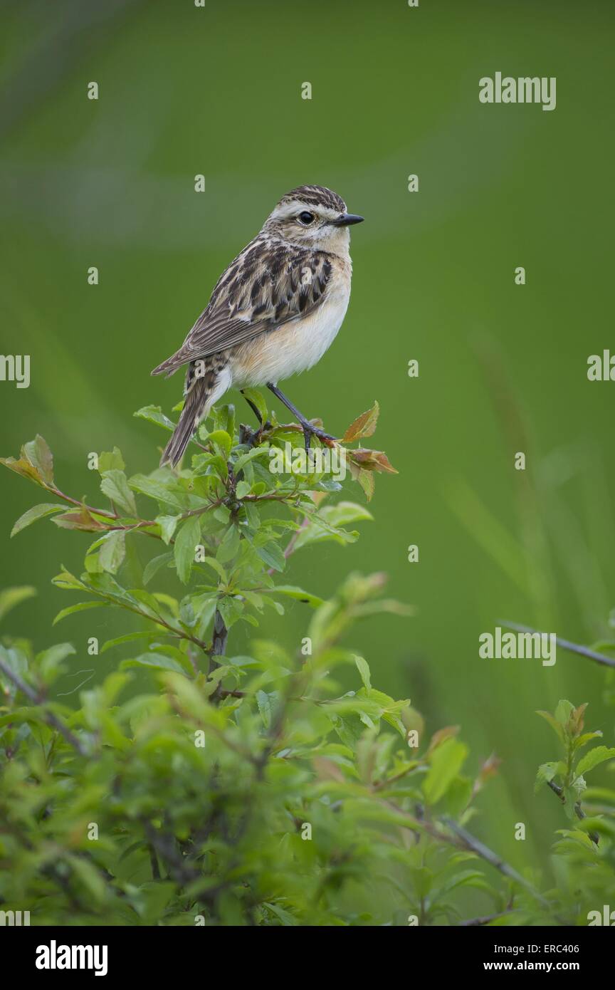 Whinchat hi-res stock photography and images - Alamy
