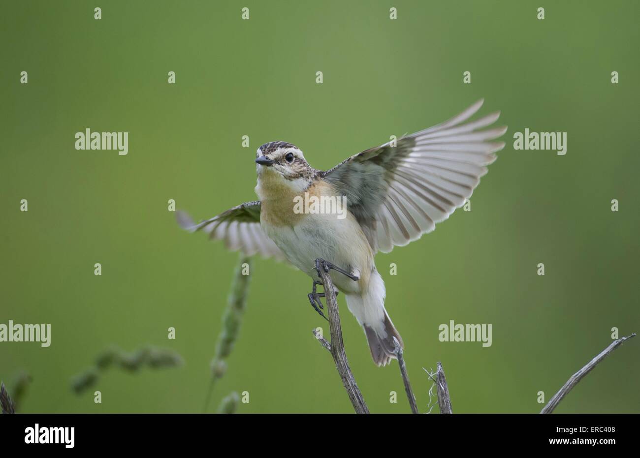 Whinchat hi-res stock photography and images - Alamy