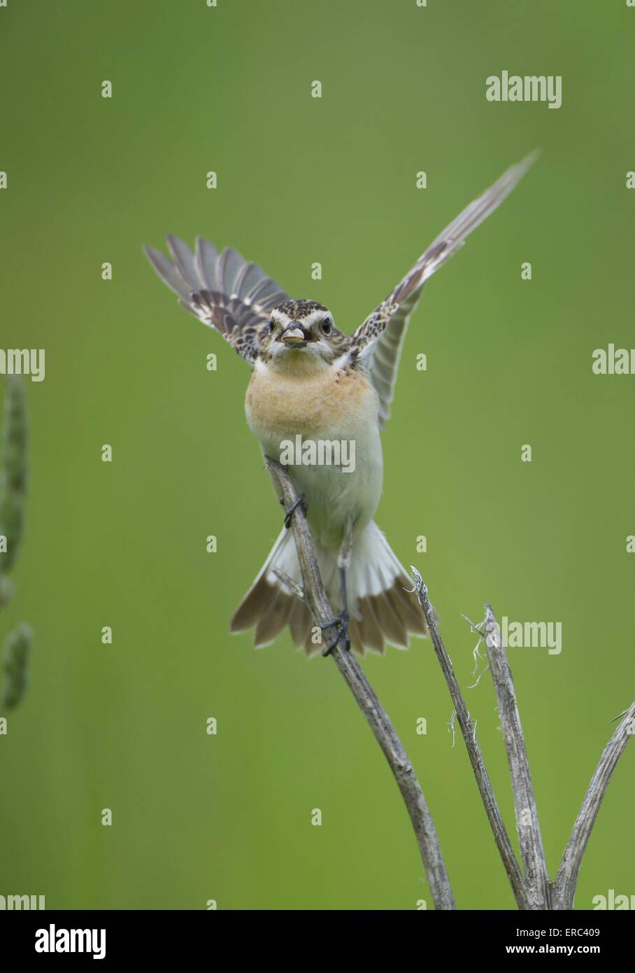 Whinchat hi-res stock photography and images - Alamy