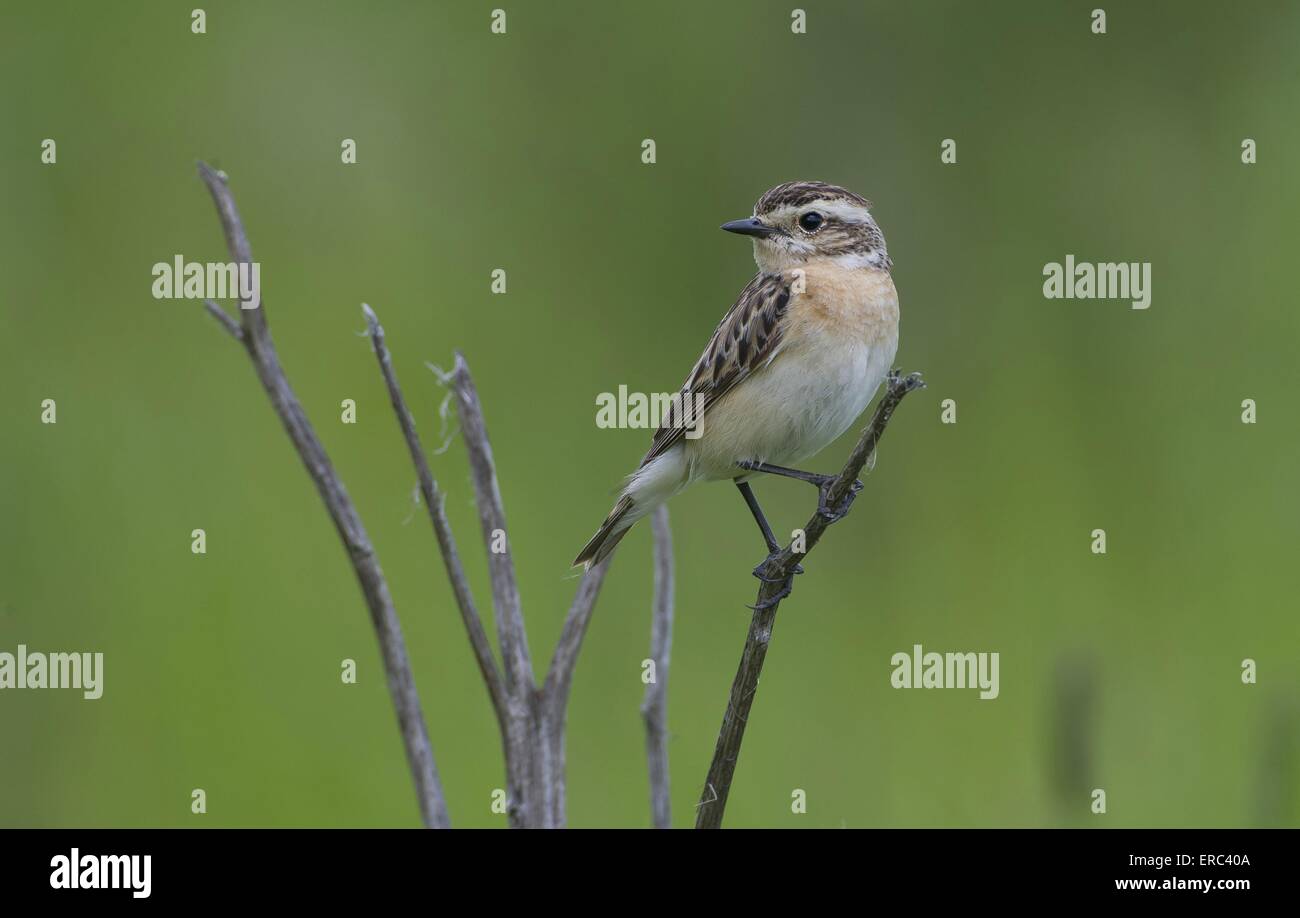 Whinchat hi-res stock photography and images - Alamy