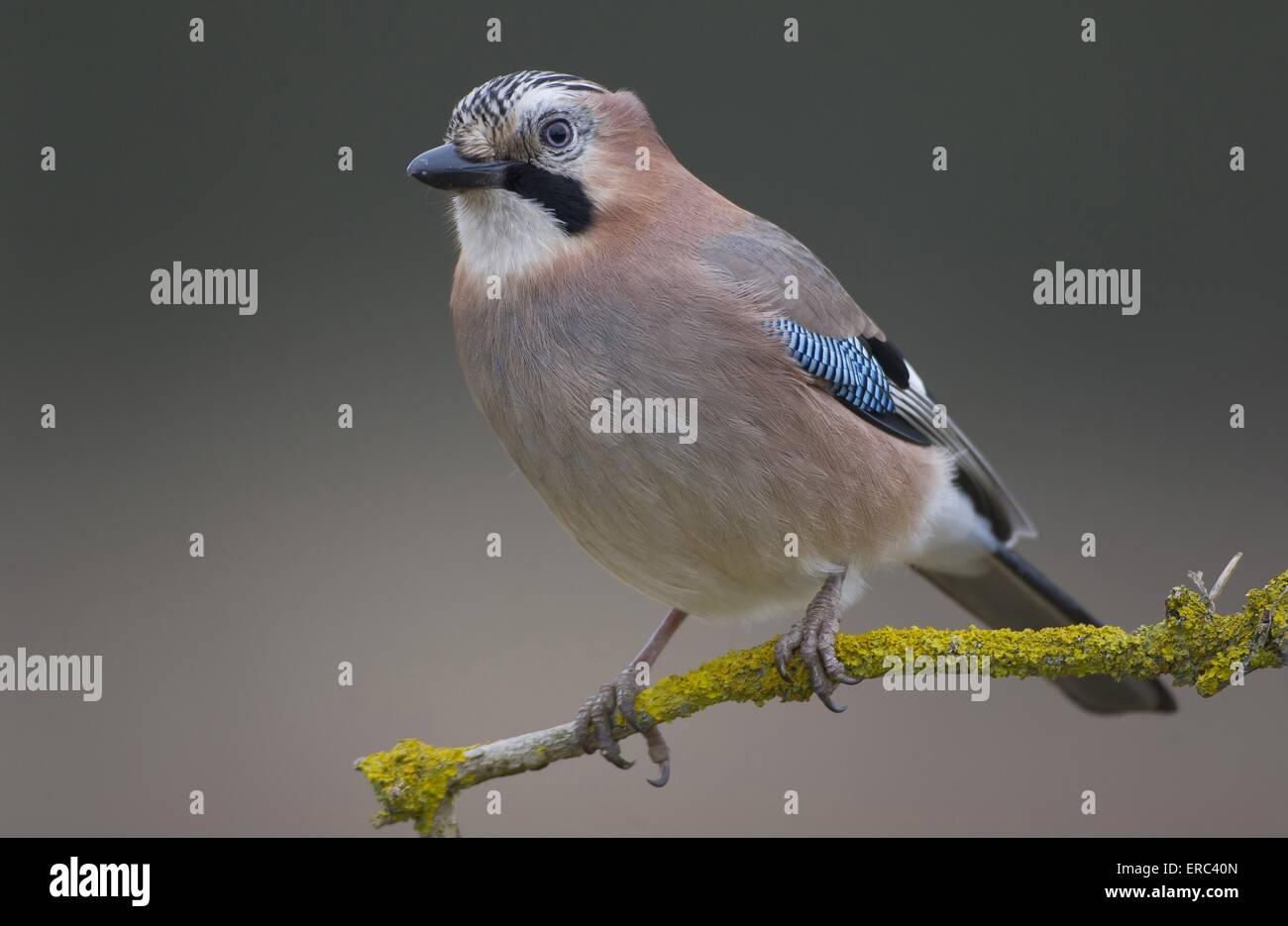 Jaybirds hi-res stock photography and images - Alamy