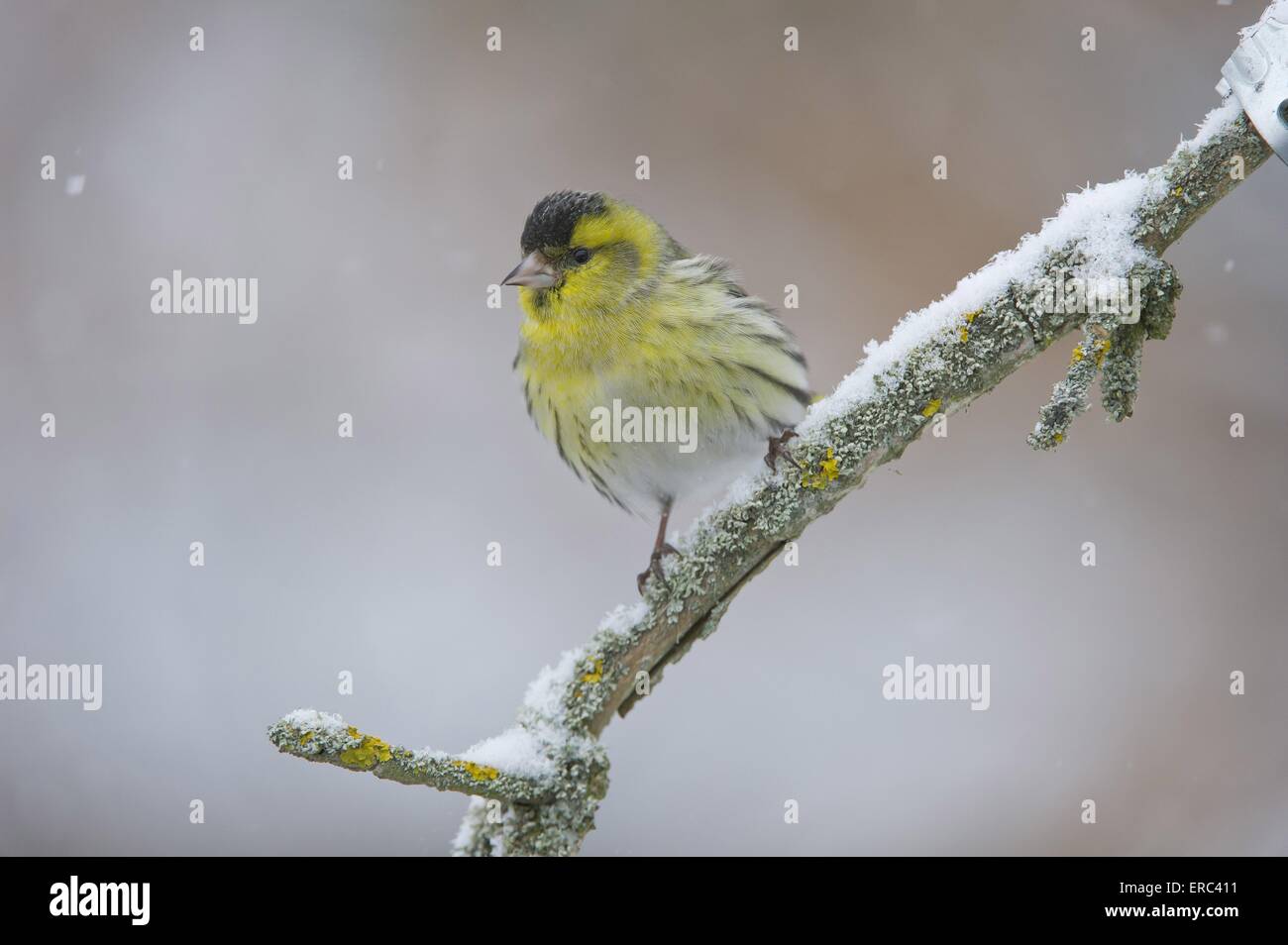 One male siskin hi-res stock photography and images - Alamy
