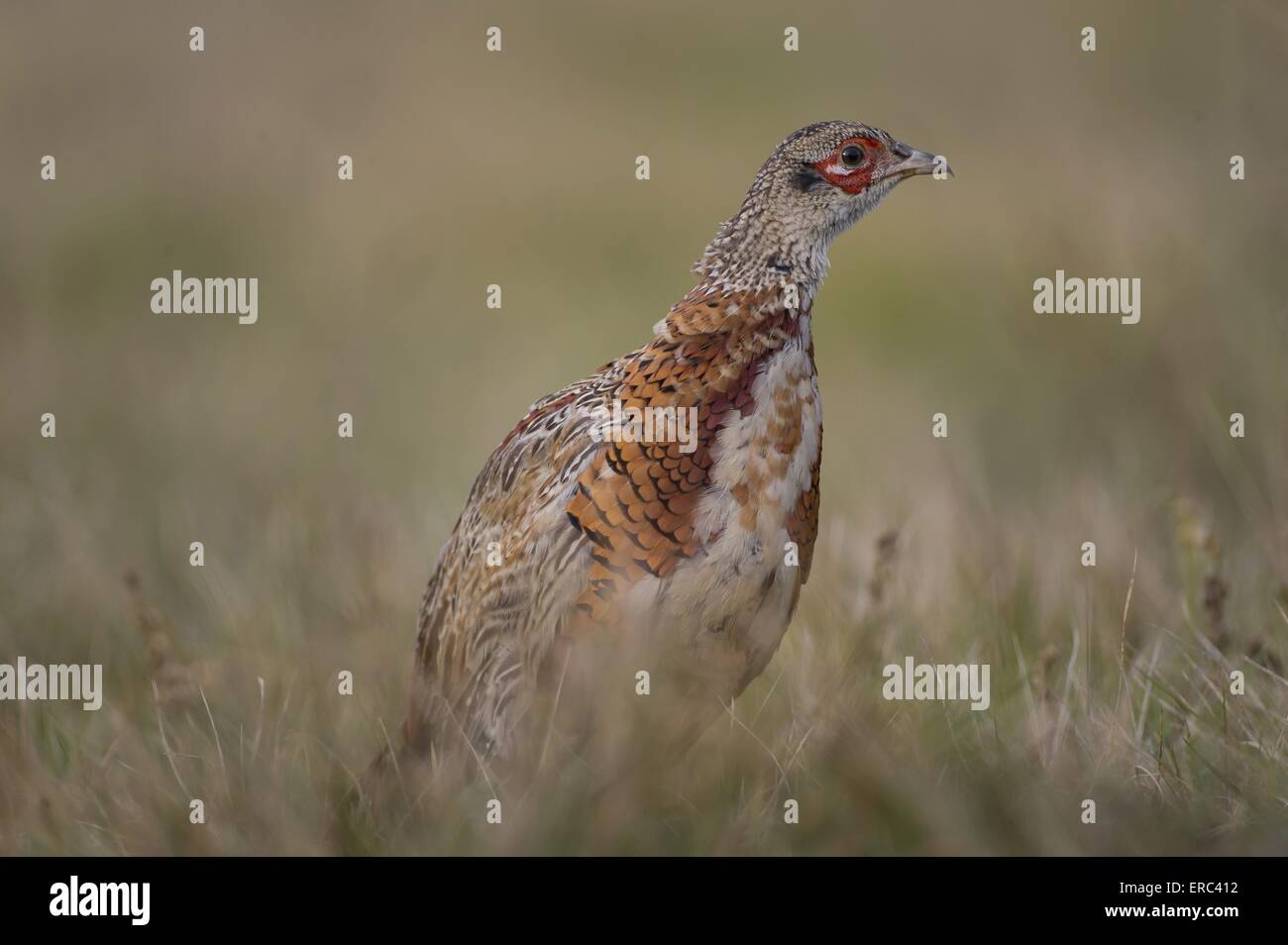 Pheasant side view hi-res stock photography and images - Alamy