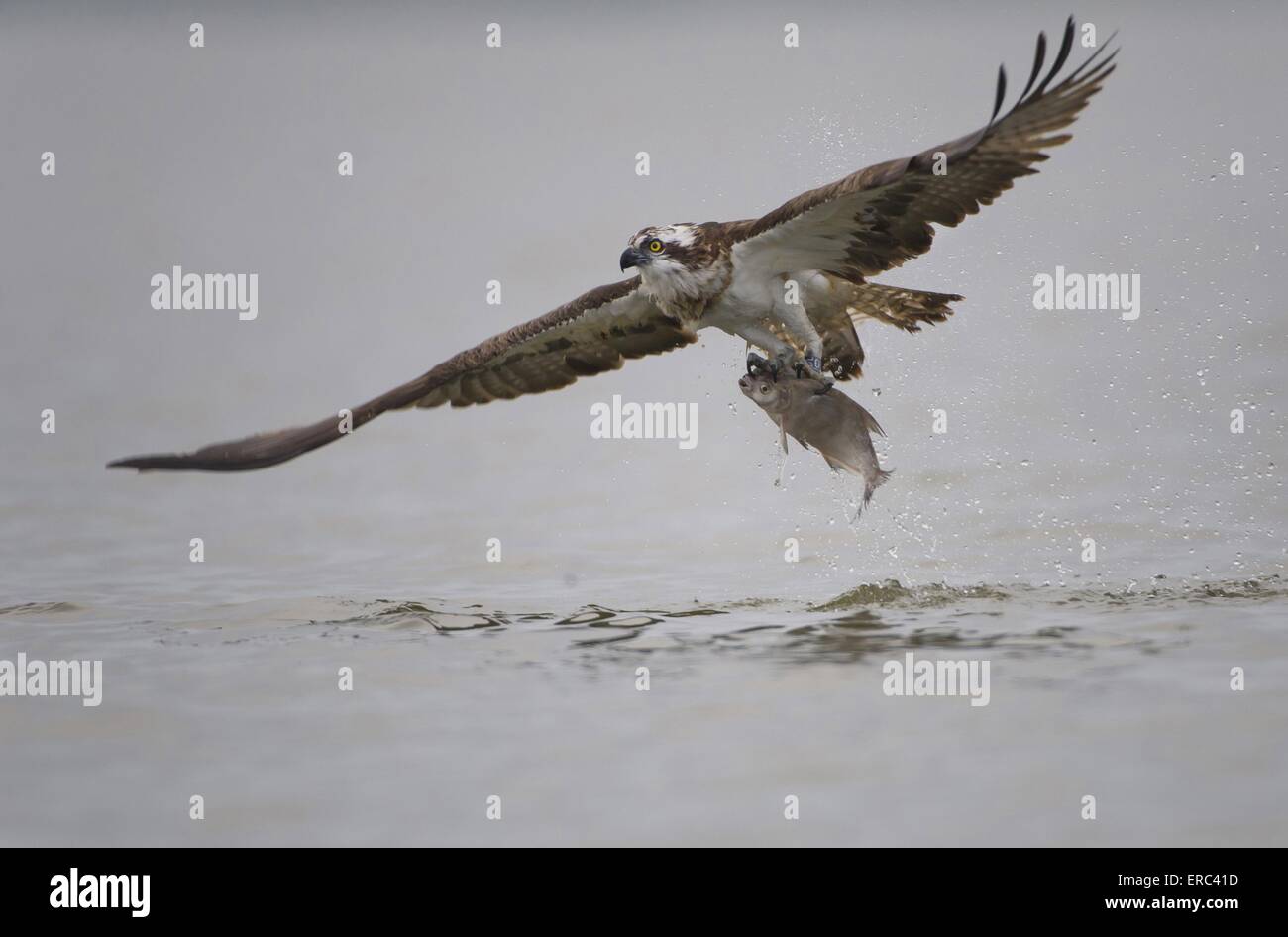 Ospreys hunt hi-res stock photography and images - Alamy