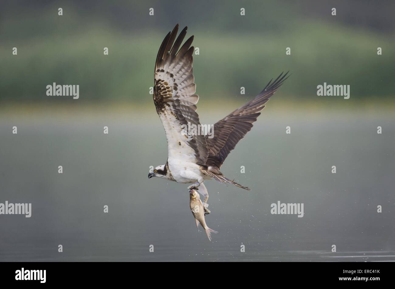 Hawk fishes hi-res stock photography and images - Alamy