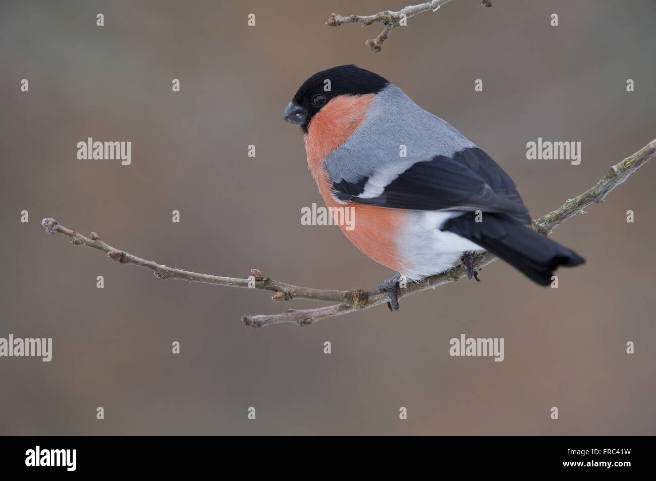 Bullfinch adults hi-res stock photography and images - Alamy