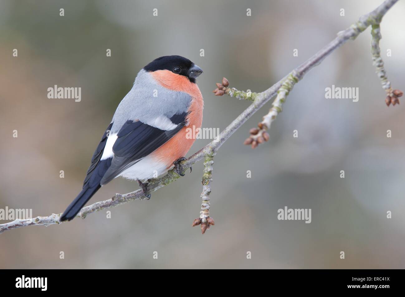 Bullfinch adults hi-res stock photography and images - Alamy