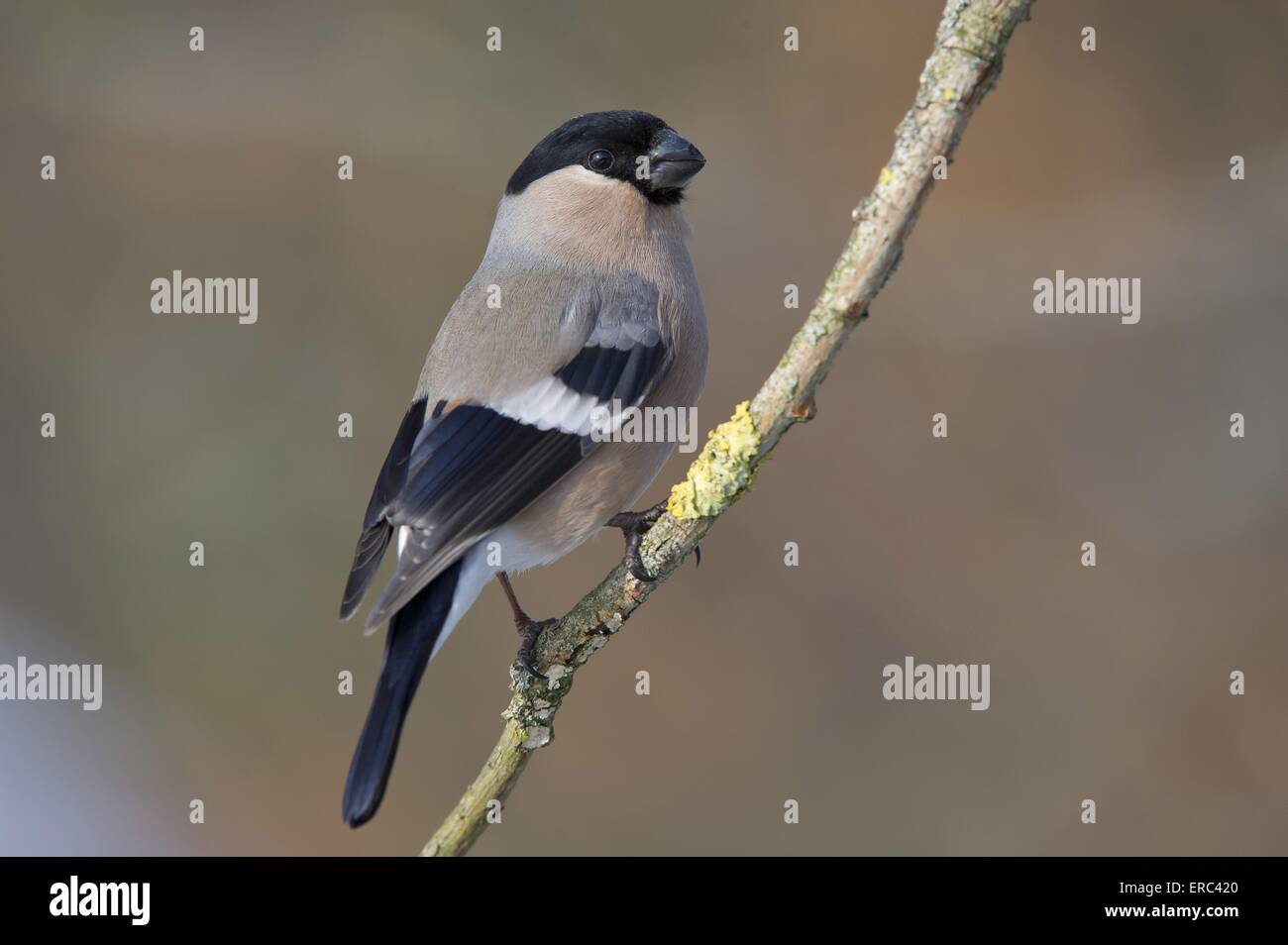 Adult female bullfinch hi-res stock photography and images - Alamy