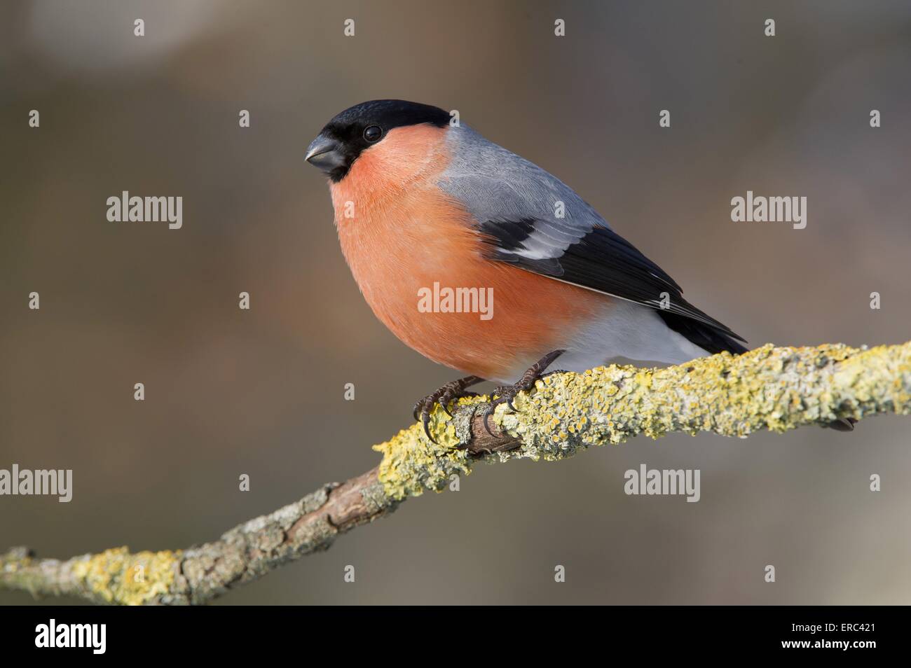 Bullfinch hi-res stock photography and images - Alamy