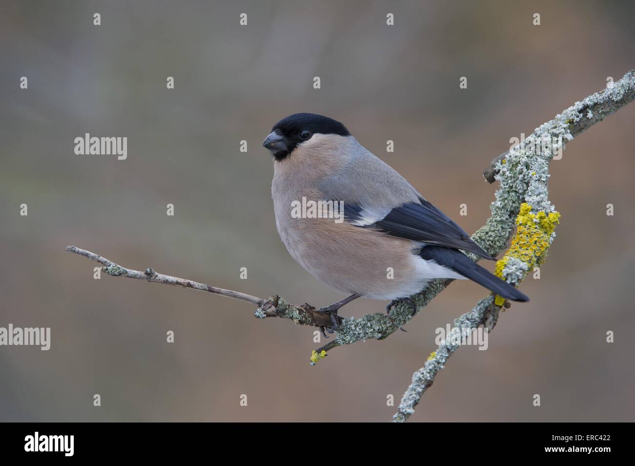 Bullfinch adults hi-res stock photography and images - Alamy