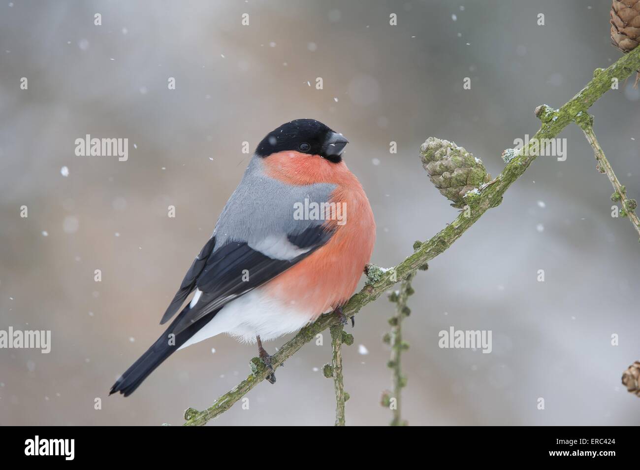 Bullfinch adults hi-res stock photography and images - Alamy