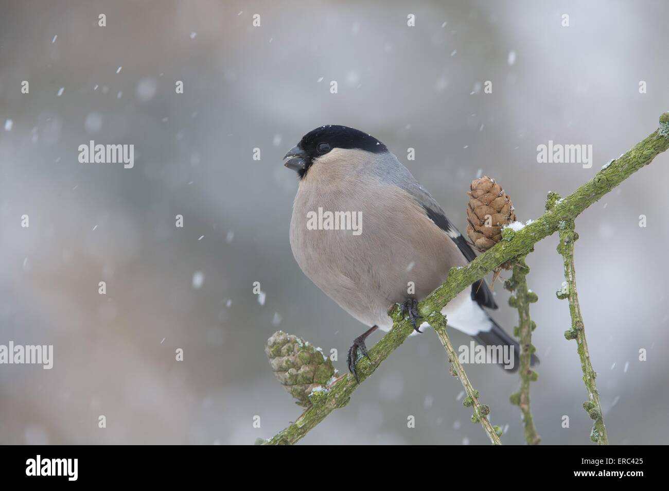 Bullfinch adults hi-res stock photography and images - Alamy