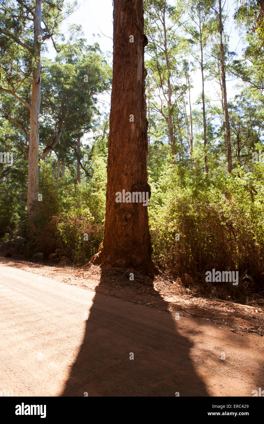 300m high Karri Trees in a Karri forest along the old Vasse highway ...