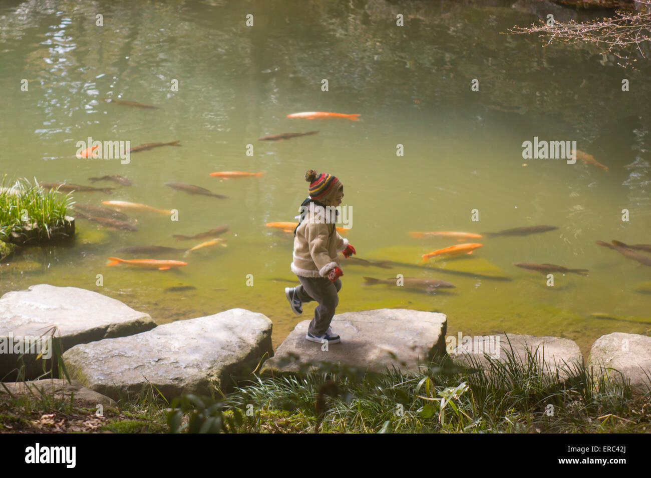 A young boy runs beside a pond filled with Koi (carp) in the gardens of ...