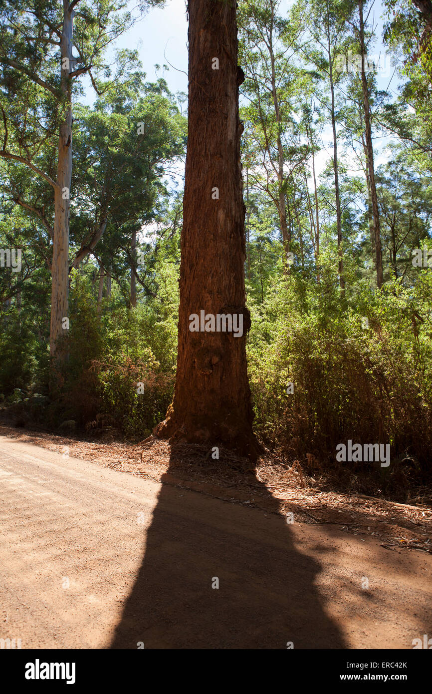 300m high Karri Trees in a Karri forest along the old Vasse highway ...