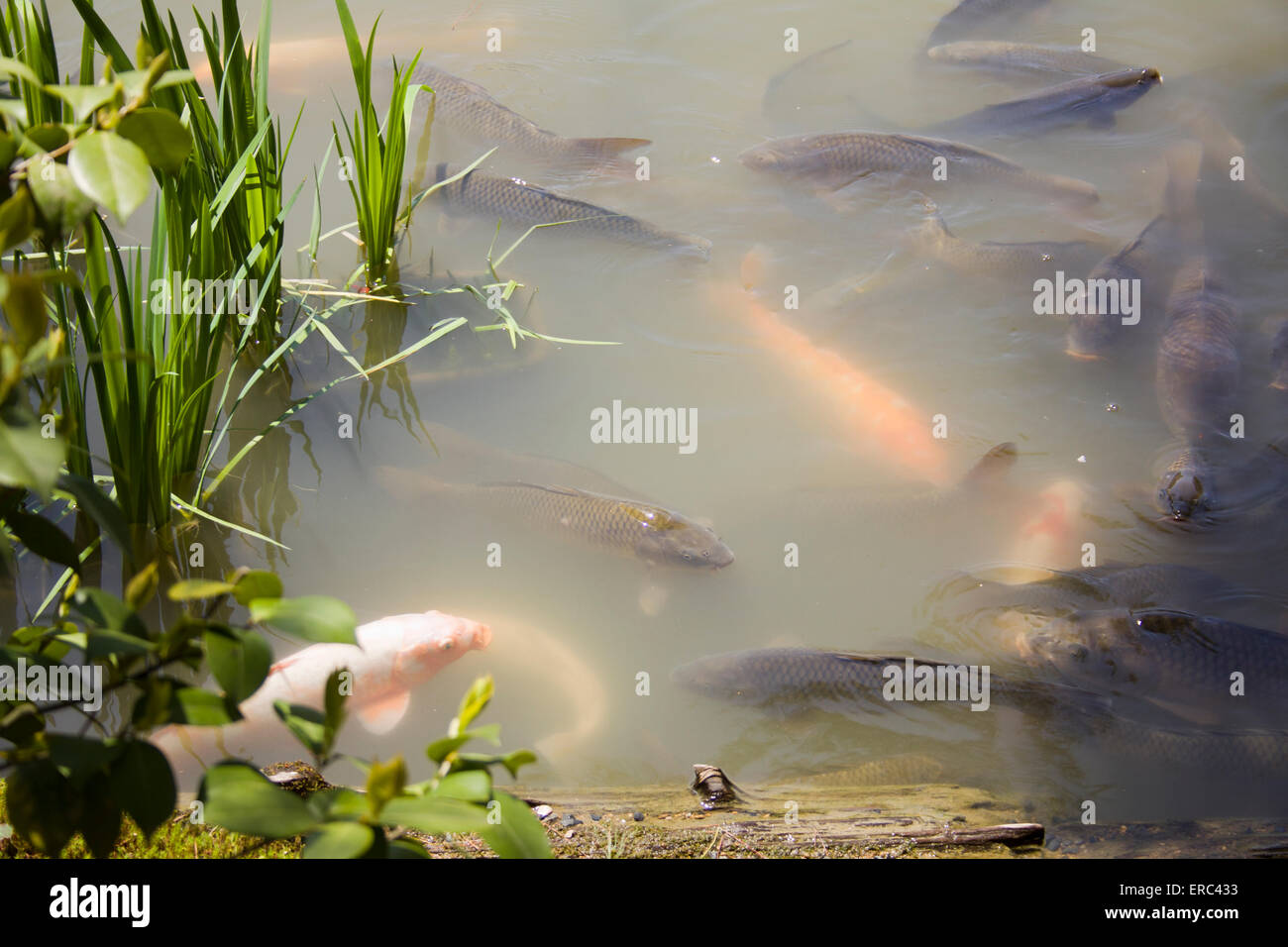 Koi carp swimming in the surrounding pool of Kinkaku-ji temple in Kyoto ...