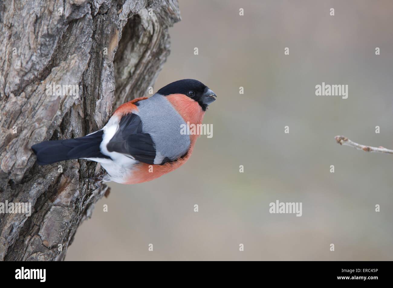 Bullfinch singing hi-res stock photography and images - Alamy