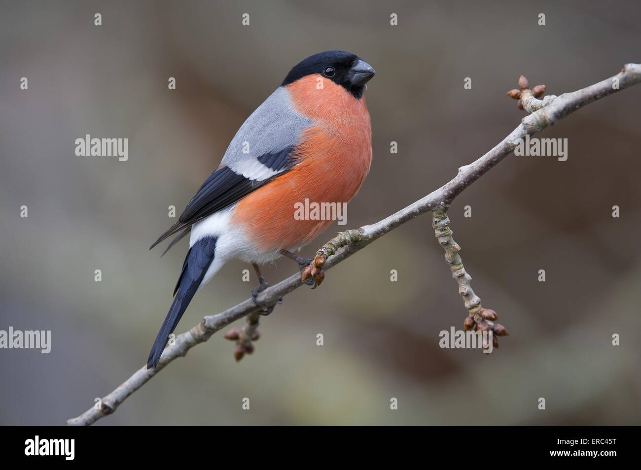 Bullfinch adults hi-res stock photography and images - Alamy