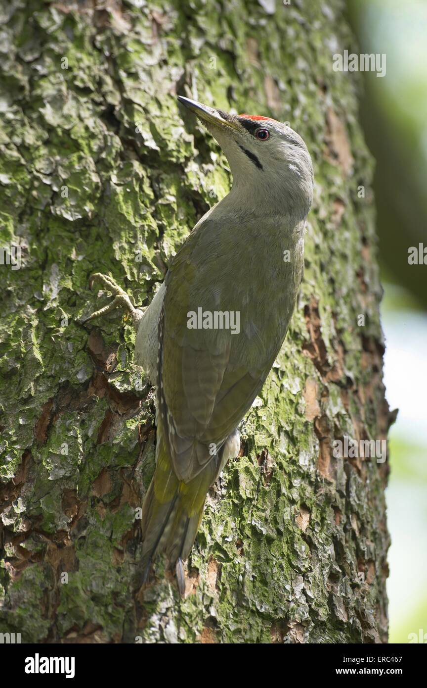 Grey faced woodpeckers hi-res stock photography and images - Alamy
