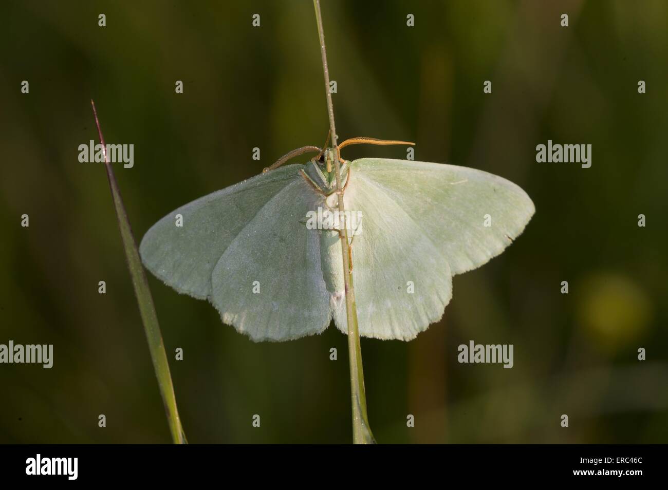 Geometer moths hi-res stock photography and images - Alamy