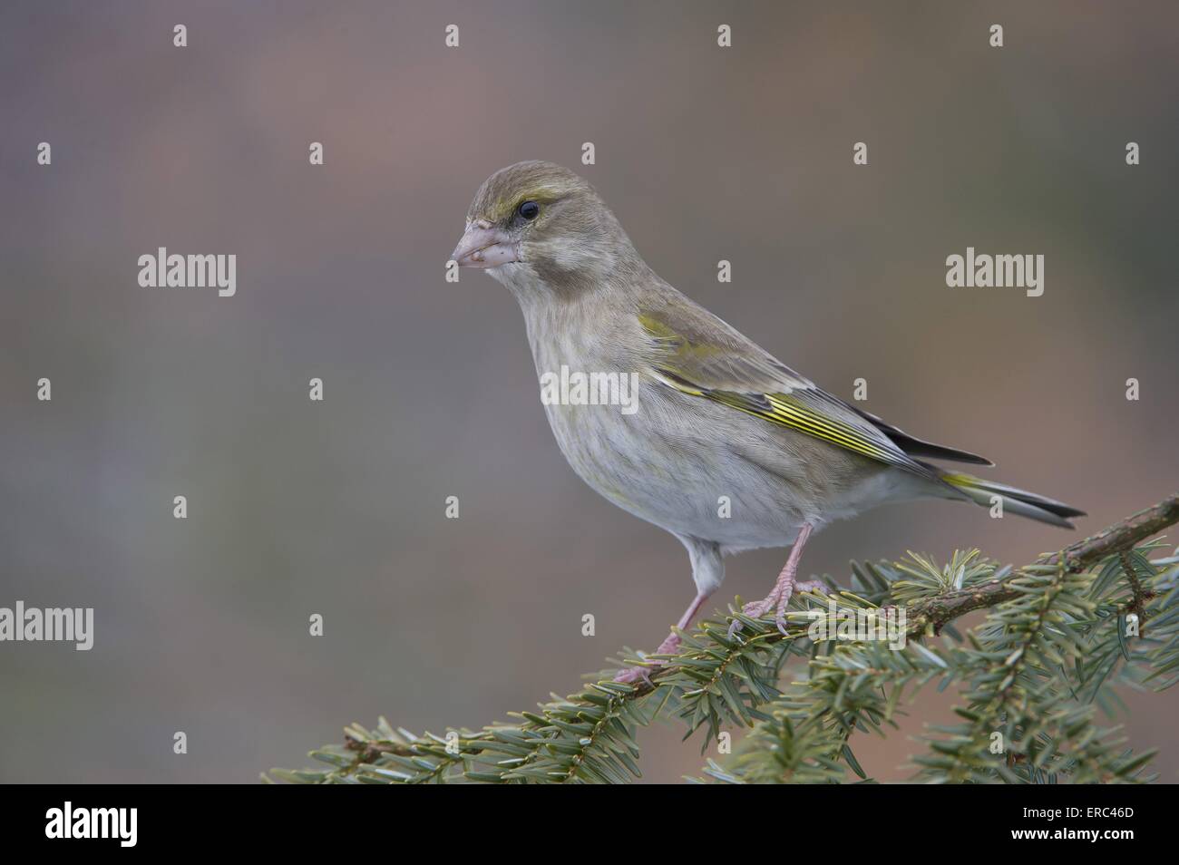 Landscape format greenfinch hi-res stock photography and images - Alamy