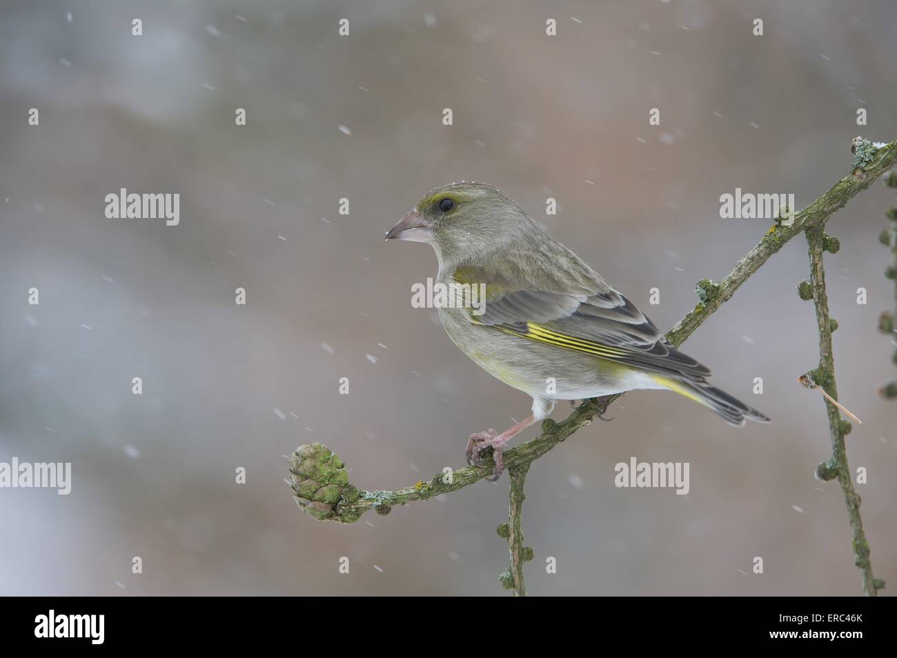 Landscape format greenfinch hi-res stock photography and images - Alamy