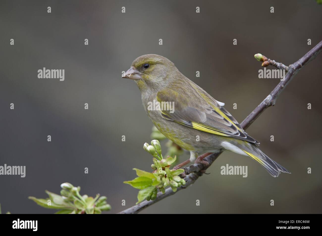 Landscape format greenfinch hi-res stock photography and images - Alamy