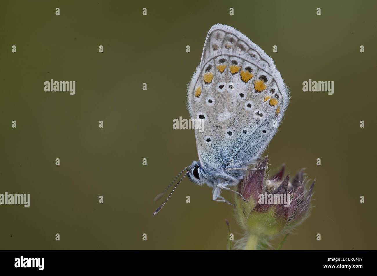 Landscape format common blue hi-res stock photography and images - Alamy