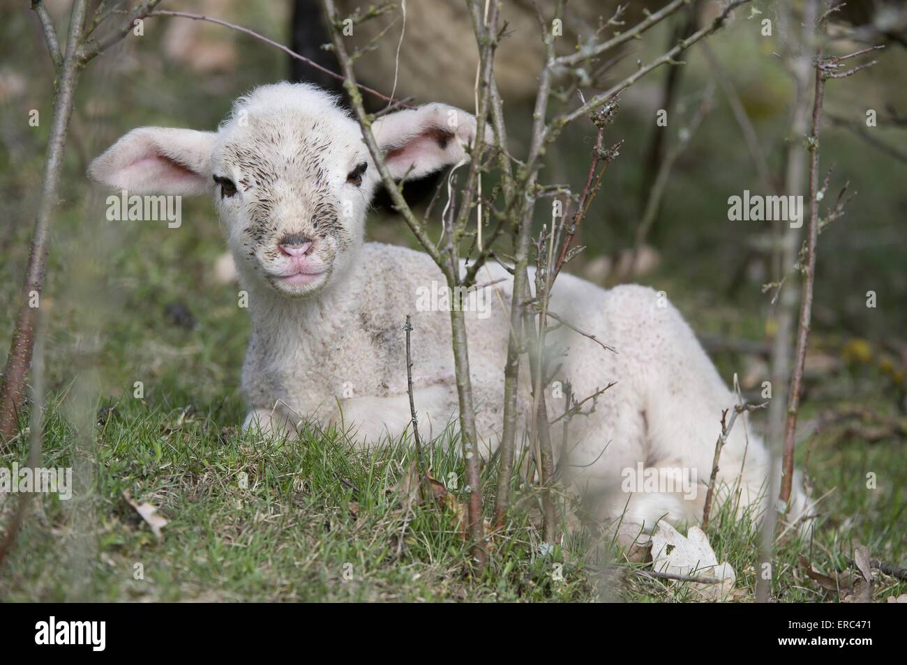 Side view of a lamb hi-res stock photography and images - Alamy