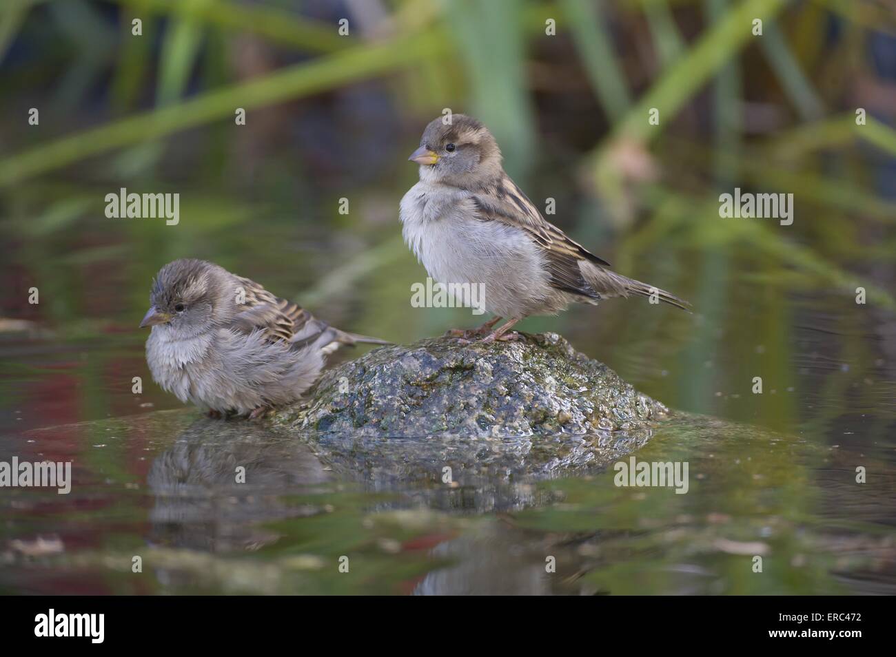 Sparrows hi-res stock photography and images - Alamy