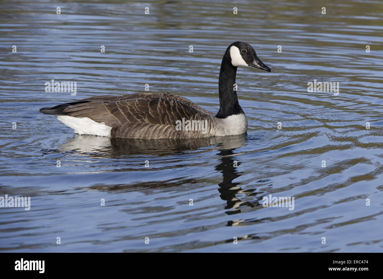 Canada goose side profile hi-res stock photography and images - Alamy