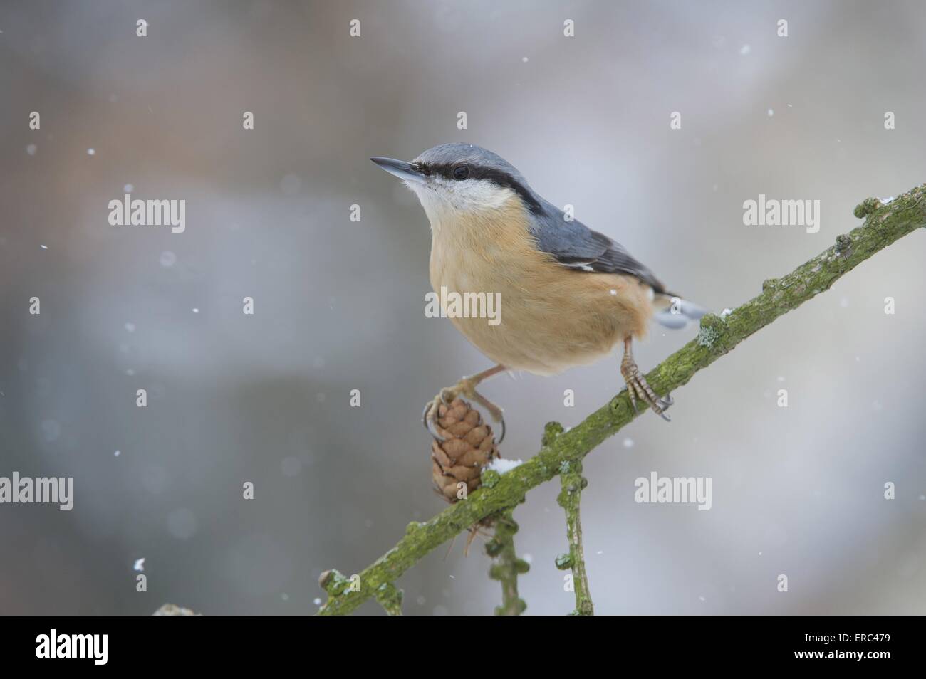 Eurasian nuthatches hi-res stock photography and images - Alamy