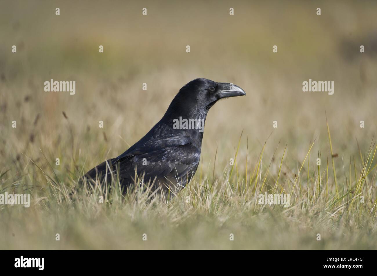 Raven profile hi-res stock photography and images - Alamy