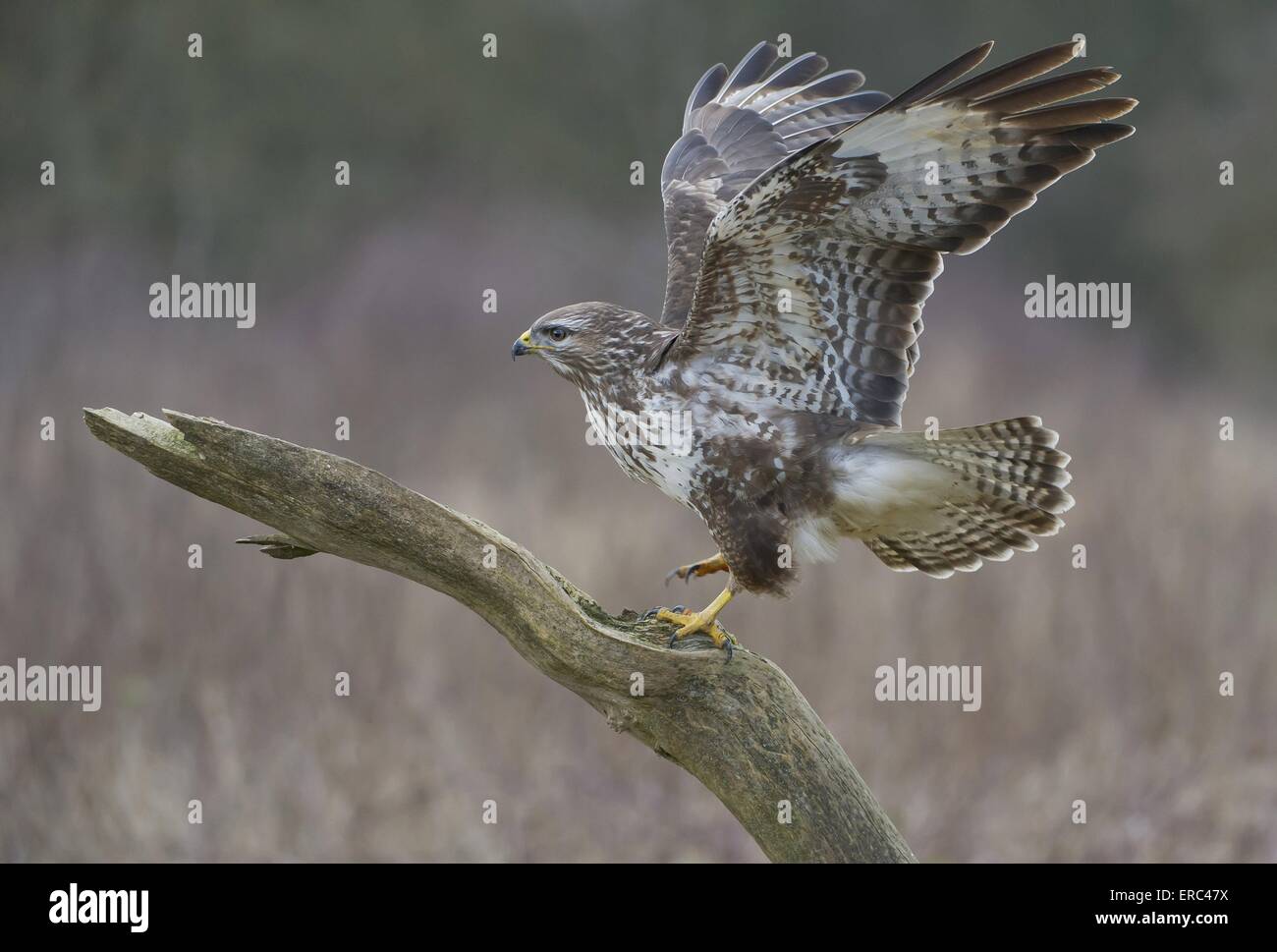 Buzzard behavior hi-res stock photography and images - Alamy