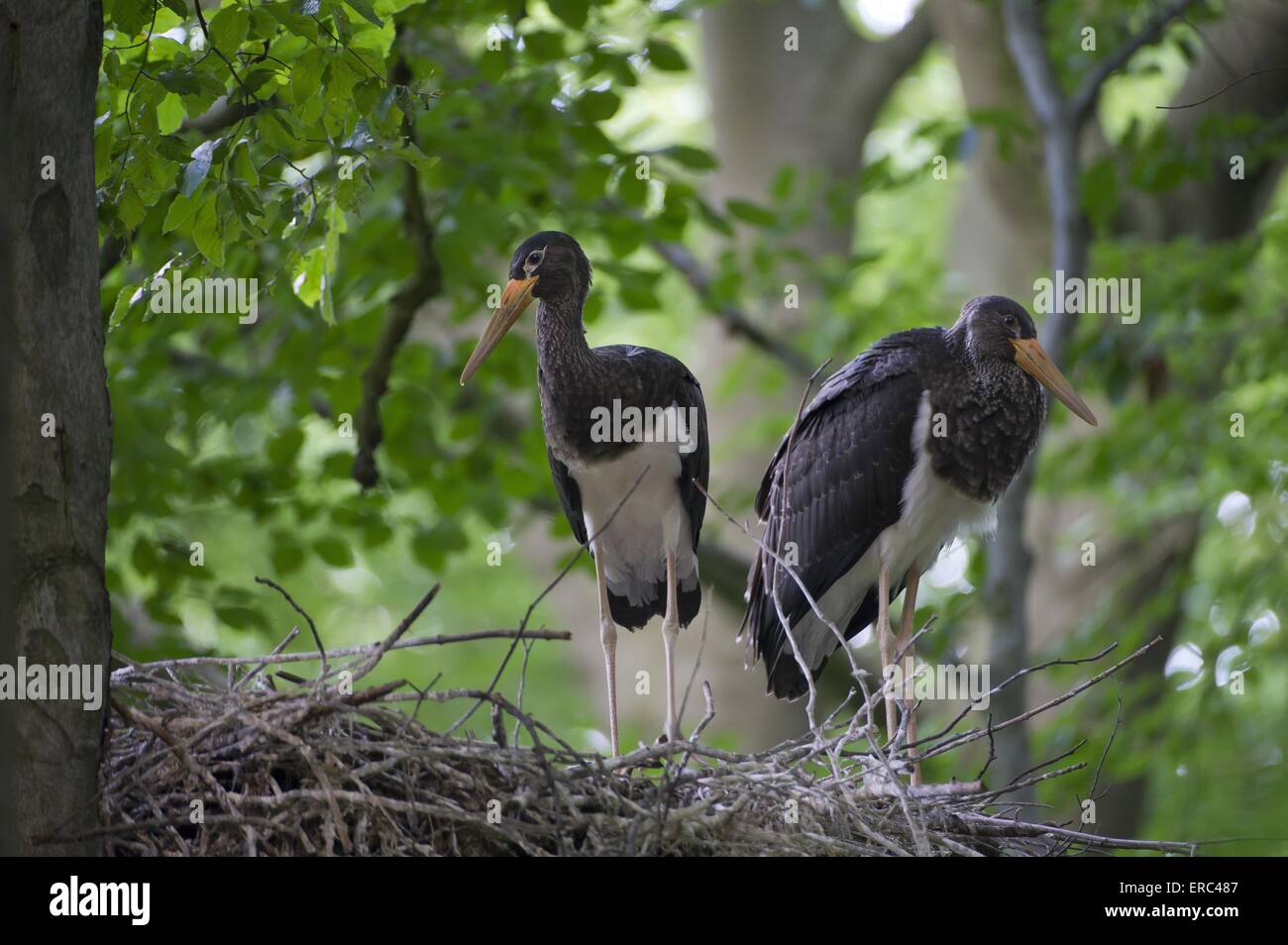 Storks hi-res stock photography and images - Alamy