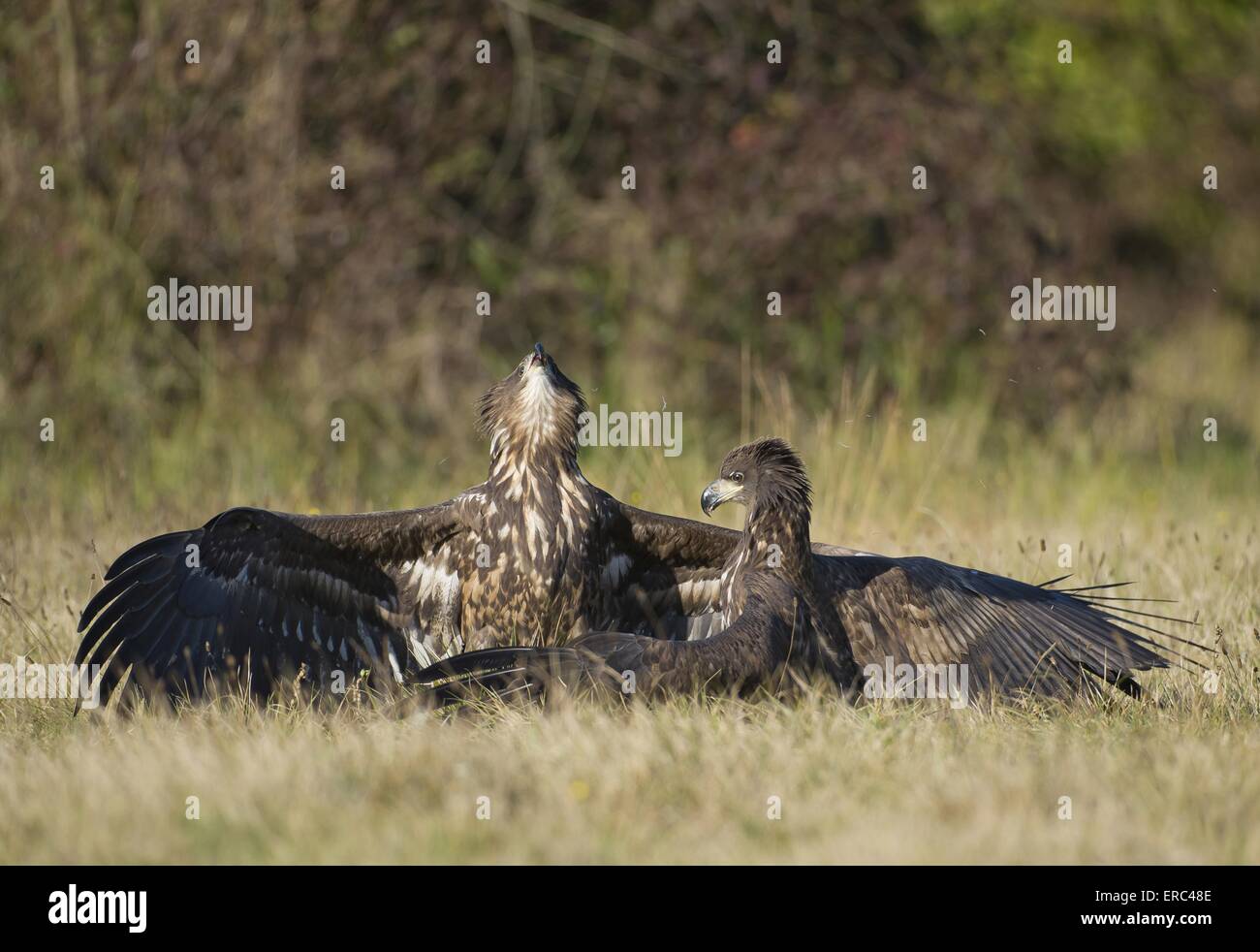 Sea eagles hi-res stock photography and images - Alamy
