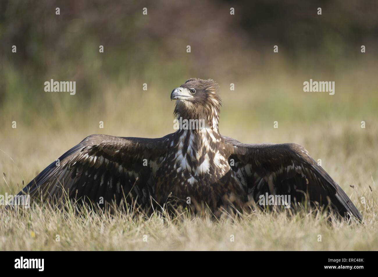 white-tailed sea eagle Stock Photo - Alamy