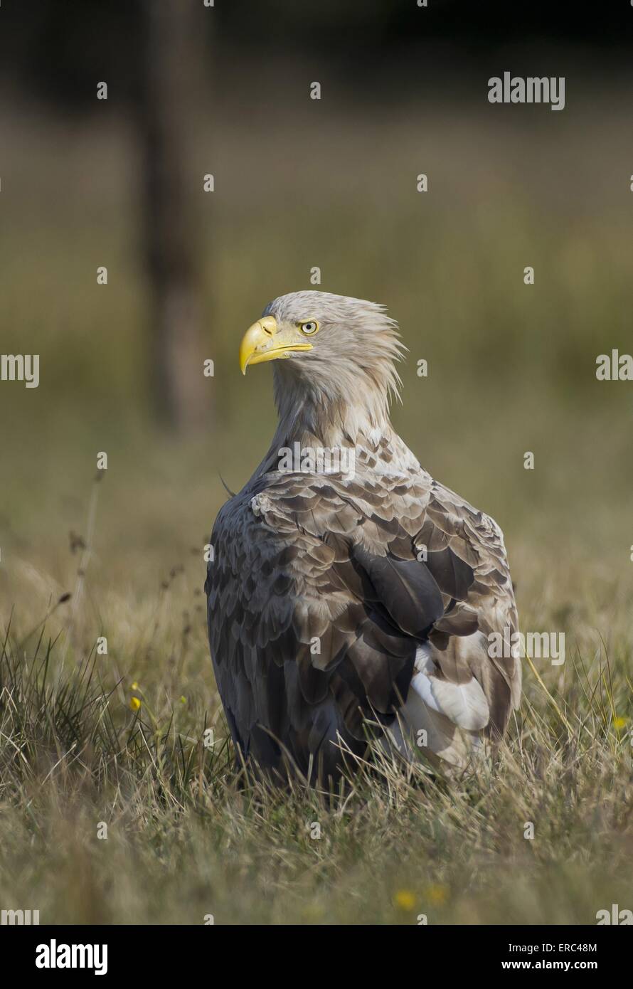 white-tailed sea eagle Stock Photo - Alamy