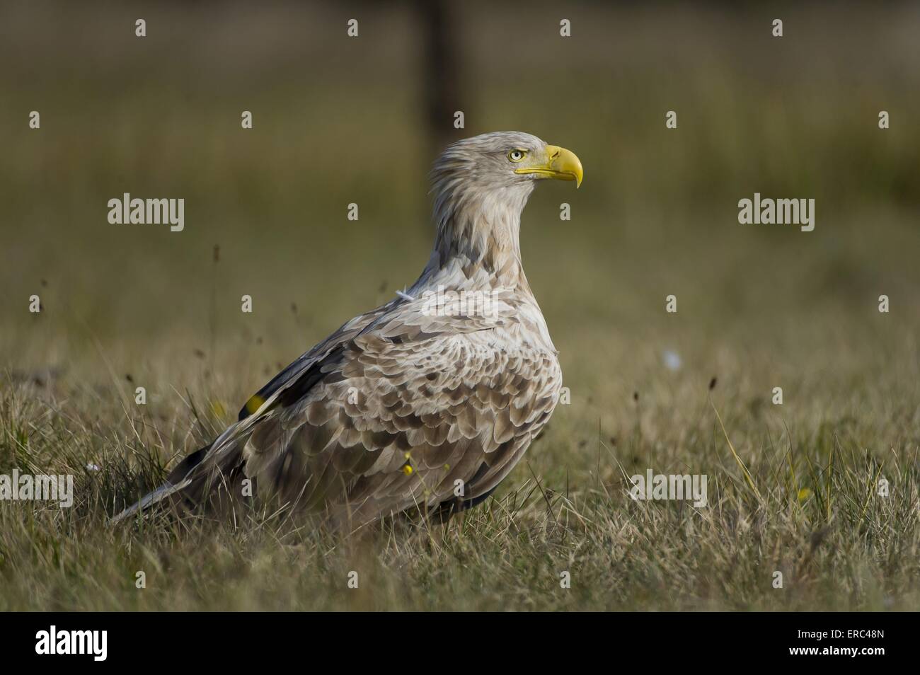 white-tailed sea eagle Stock Photo - Alamy
