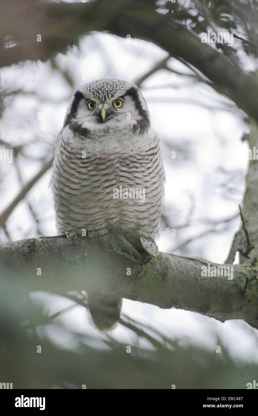 Northern Hawk Owl Stock Photos & Northern Hawk Owl Stock Images - Alamy