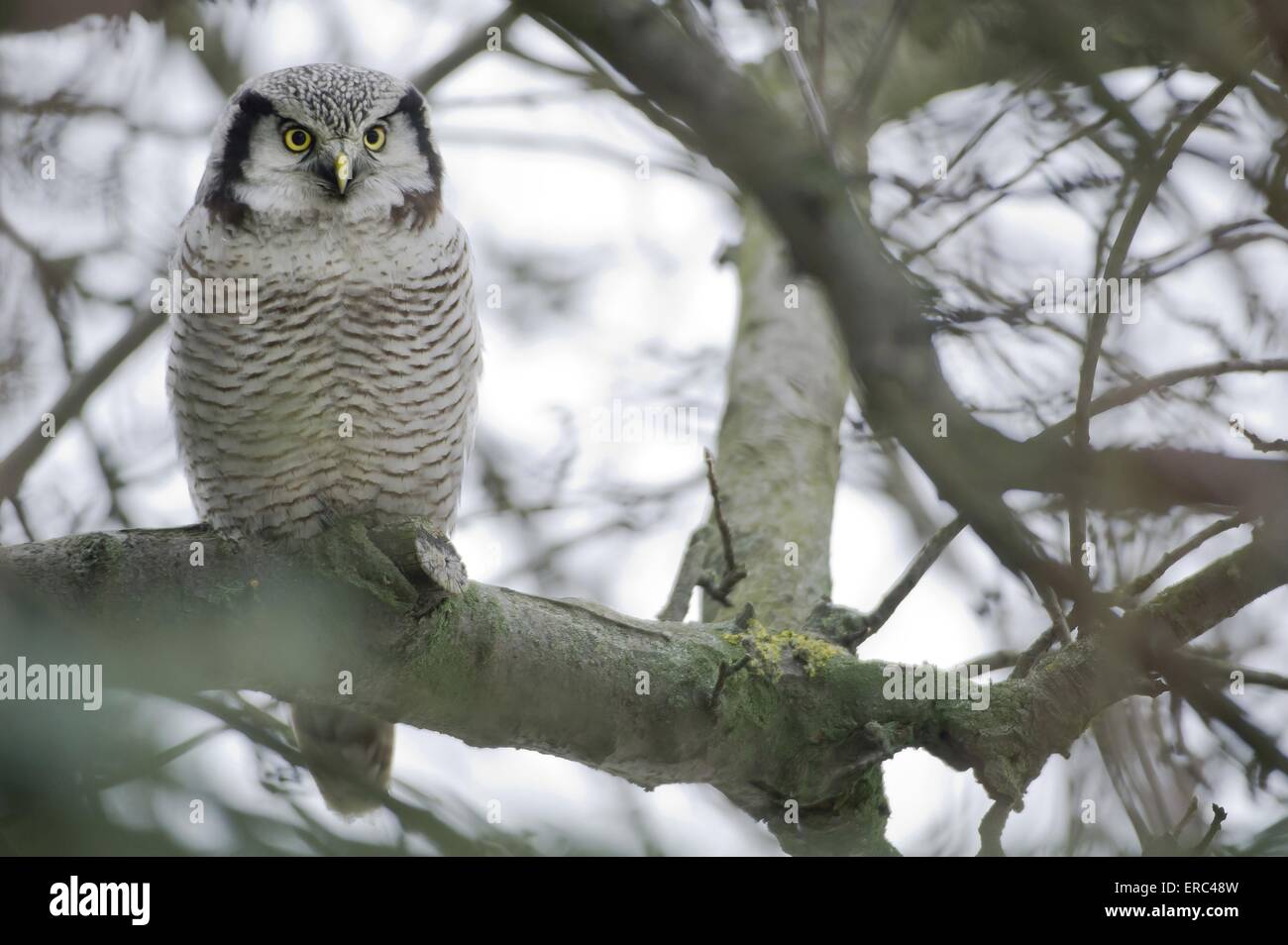 northern hawk owl Stock Photo - Alamy